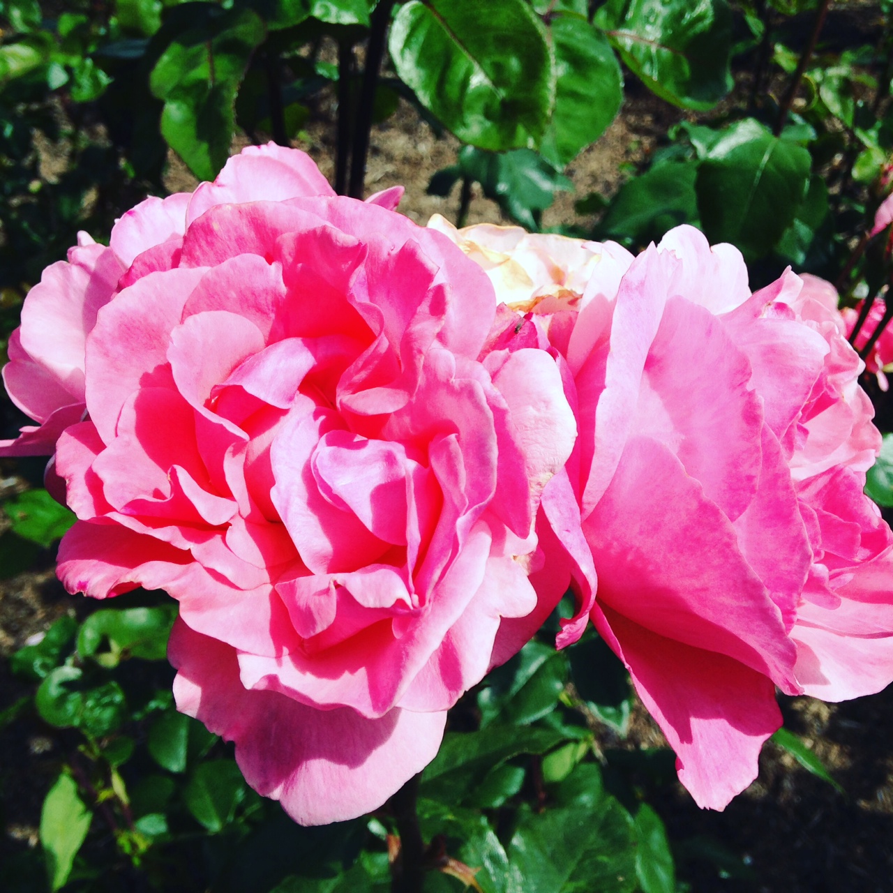 Wake up and smell the roses